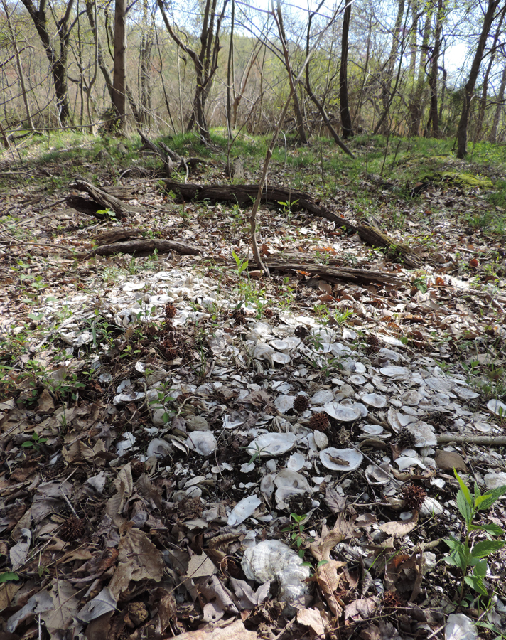 View Site - Maryland Biodiversity Project