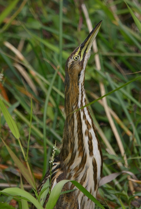 Bill Hubick Photography - American Bittern (Botaurus lentiginosus)
