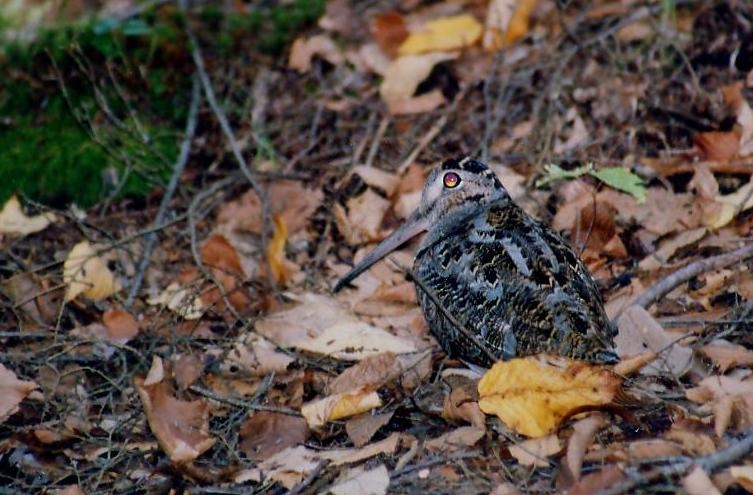 Bill Hubick Photography - American Woodcock (Scolopax minor)