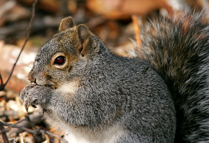 Bill Hubick Photography - Arizona Gray Squirrel (Sciurus arizonensis)
