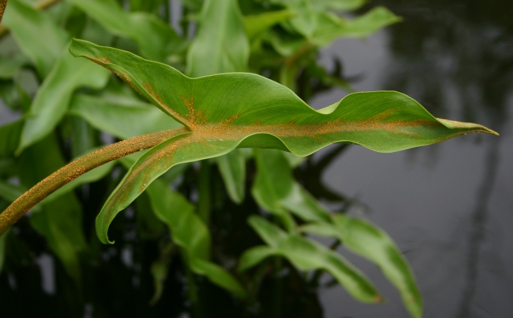 Bill Hubick Photography - Arrow Arum (Peltandra virginica)
