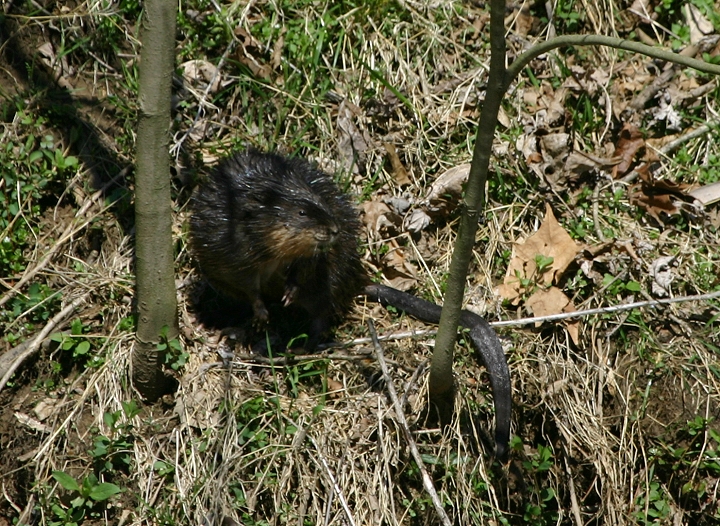 Bill Hubick Photography - Common Muskrat (Ondatra zibethicus)