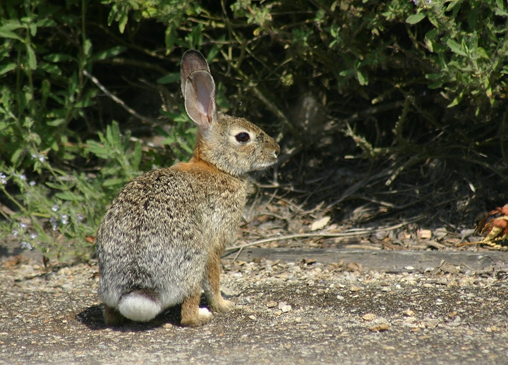 Bill Hubick Photography - Desert Cottontail (Sylvilagus audubonii)