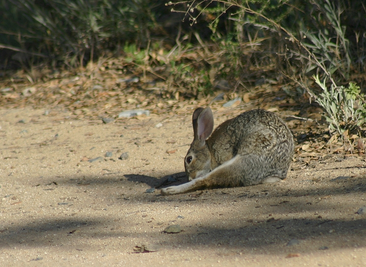 Bill Hubick Photography - Desert Cottontail (Sylvilagus audubonii)