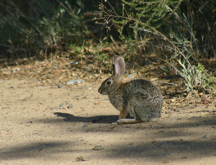 Bill Hubick Photography - Desert Cottontail (Sylvilagus audubonii)