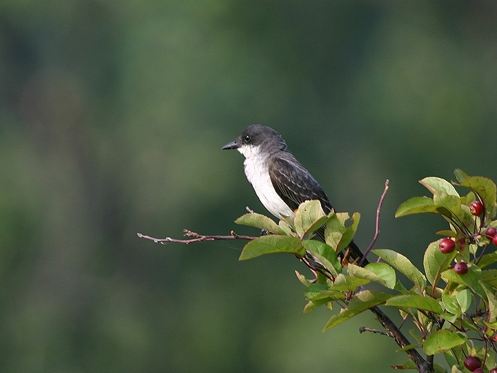 Bill Hubick Photography - Eastern Kingbird (Tyrannus tyrannus)