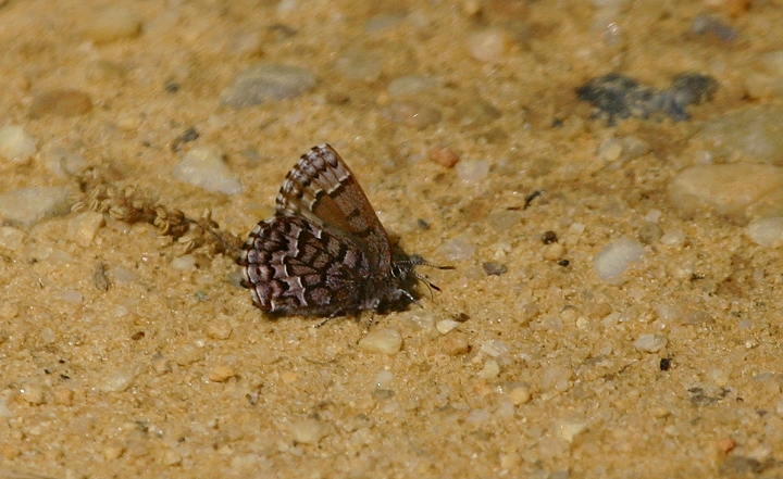 Bill Hubick Photography - Eastern Pine Elfin (Callophrys niphon)