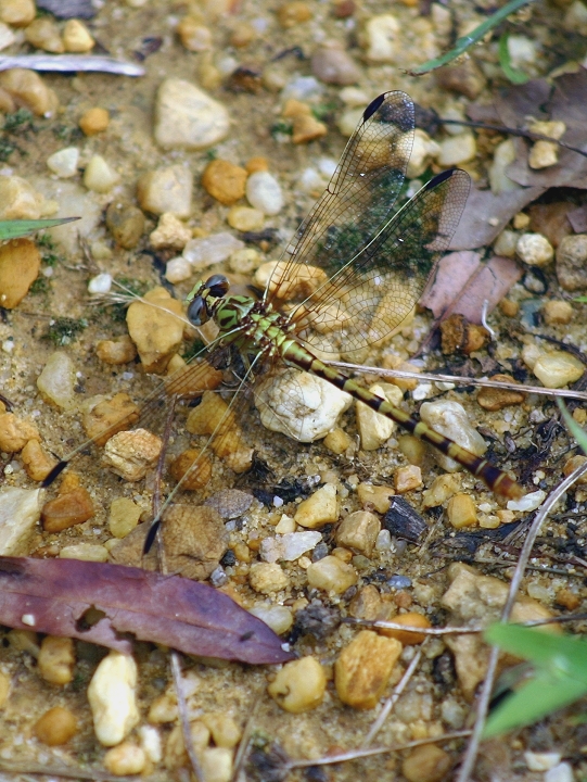 Bill Hubick Photography - Eastern Ringtail (Erpetogomphus designatus)