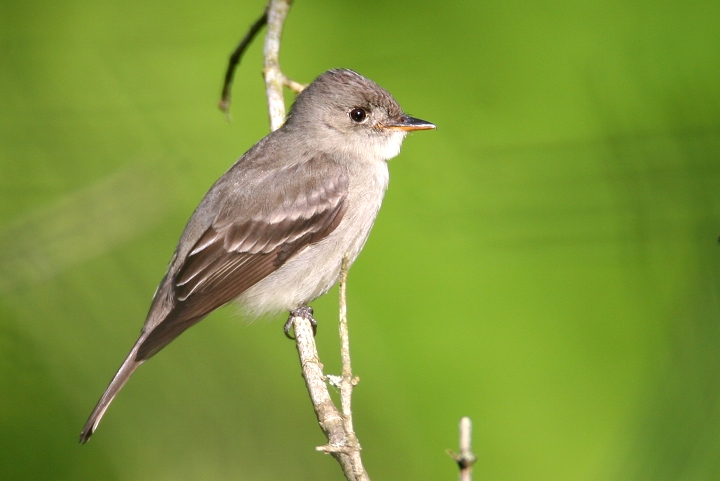 Bill Hubick Photography - Eastern Wood-Pewee (Contopus virens)