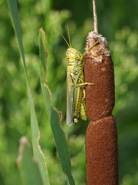 Bill Hubick Photography - Grasshopper sp. (Order Orthoptera)