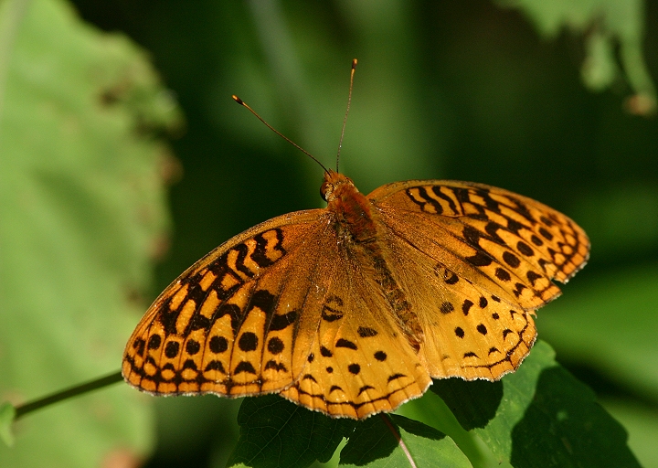 Bill Hubick Photography - Great Spangled Fritillary (Speyeria cybele)
