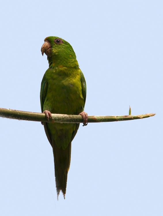 Bill Hubick Photography - Green Parakeet (Aratinga holochlora)