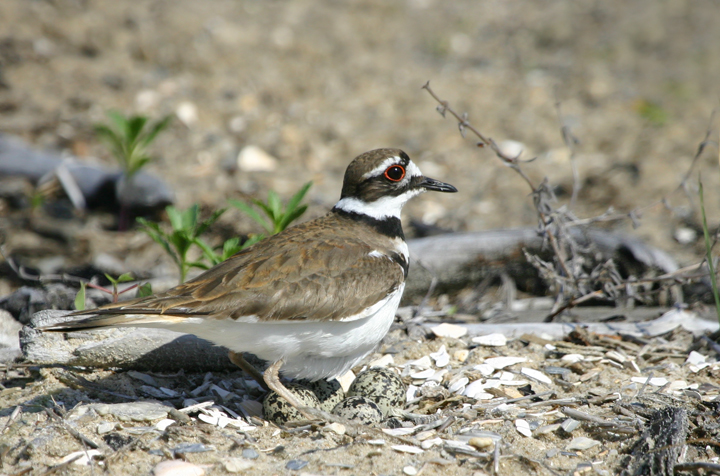 Bill Hubick Photography - Killdeer (Charadrius vociferus)