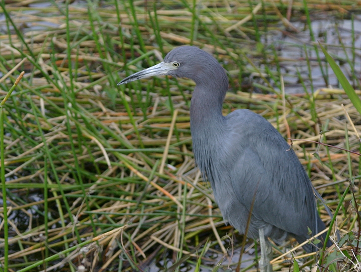 Bill Hubick Photography - Little Blue Heron (Egretta caerulea)