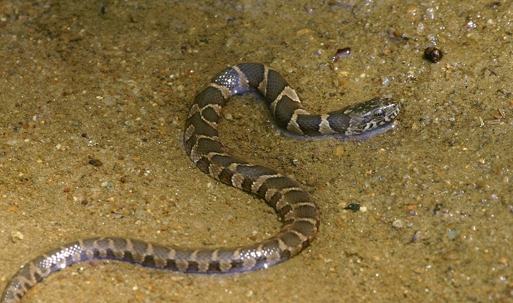 Bill Hubick Photography - Northern Watersnake (Nerodia sipedon sipedon)