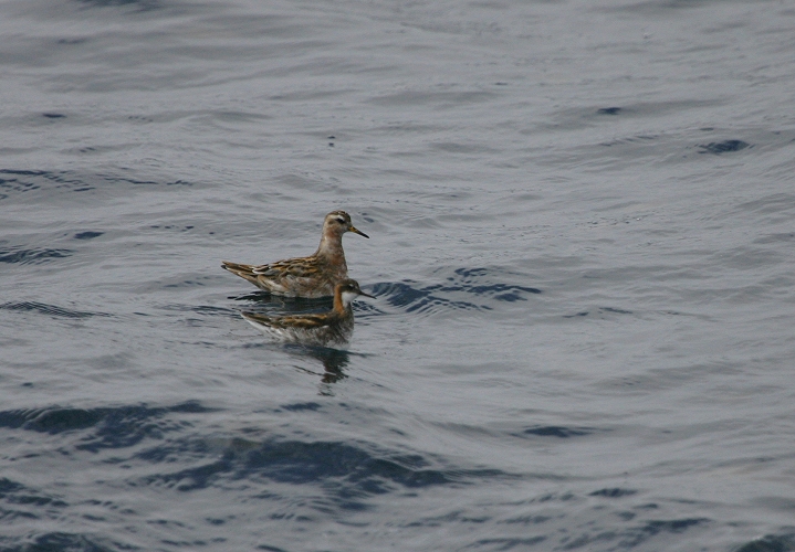 Bill Hubick Photography - Red-necked Phalarope (Phalaropus lobatus)"