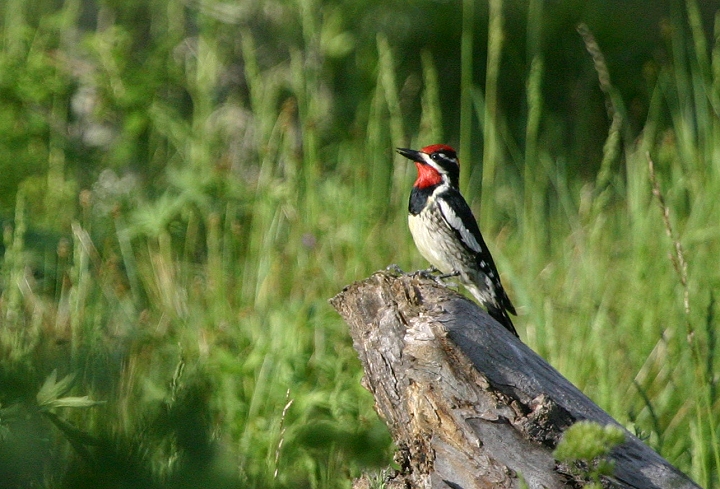 Bill Hubick Photography - Red-naped Sapsucker (Sphyrapicus nuchalis)