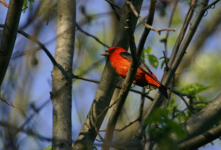 Bill Hubick Photography - Scarlet Tanager (Piranga olivacea)