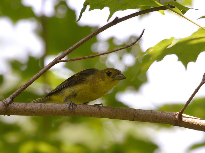 Bill Hubick Photography - Scarlet Tanager (Piranga olivacea)