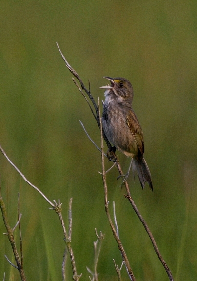 Bill Hubick Photography - Seaside Sparrow (Ammodramus maritimus)