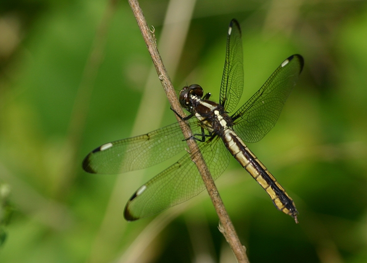 Bill Hubick Photography - Spangled Skimmer (Libellula cyanea)