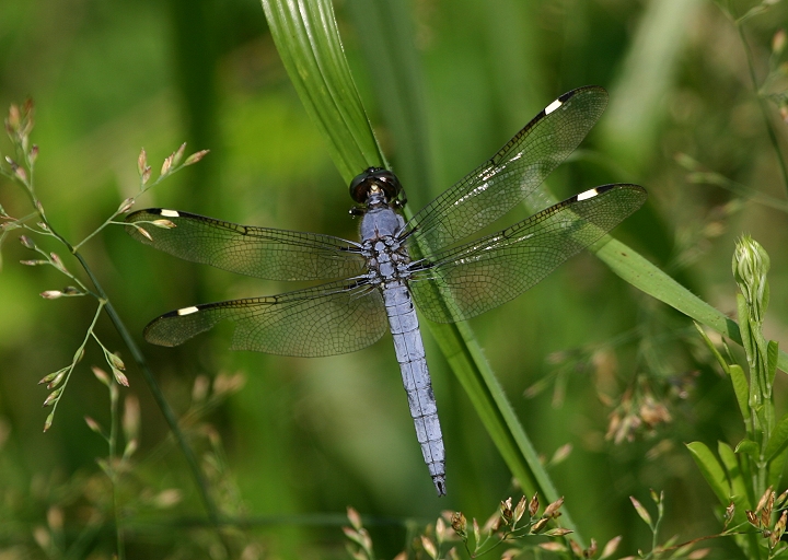 Bill Hubick Photography - Spangled Skimmer (Libellula cyanea)