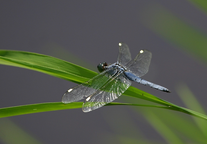 Bill Hubick Photography - Spangled Skimmer (Libellula cyanea)