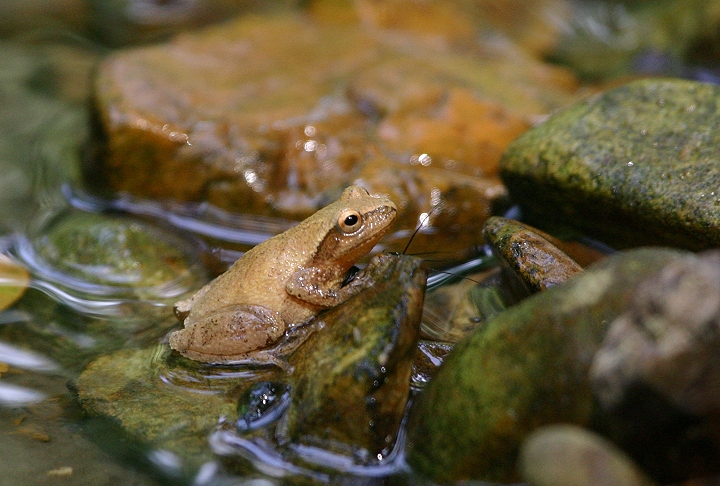 Bill Hubick Photography - Spring Peeper (Pseudacris crucifer)