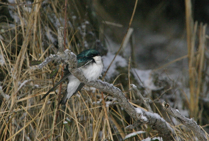 Bill Hubick Photography - Tree Swallow (Tachycineta bicolor)