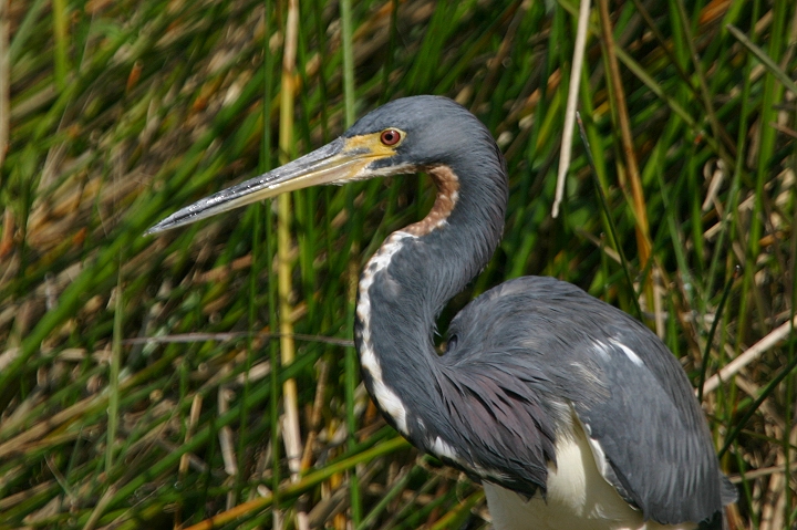 Bill Hubick Photography - Tricolored Heron (Egretta tricolor)
