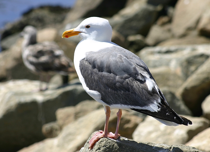 Bill Hubick Photography - Western Gull (Larus occidentalis)