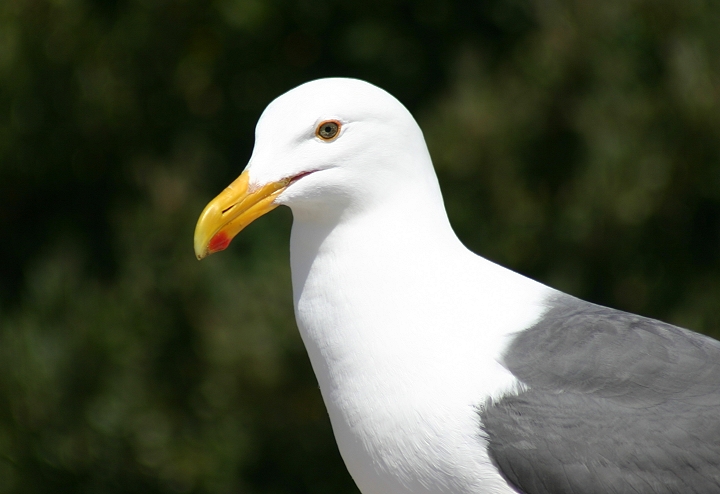 Bill Hubick Photography - Western Gull (Larus occidentalis)