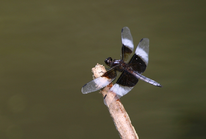 Bill Hubick Photography - Widow Skimmer (Libellula luctuosa)