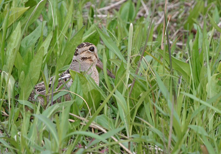 Bill Hubick Photography - American Woodcock (Scolopax minor)