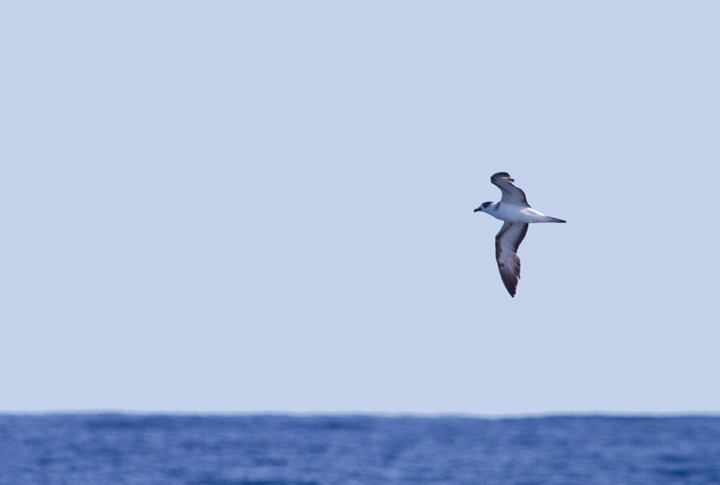 Bill Hubick Photography - Black-capped Petrel (Pterodroma hasitata)