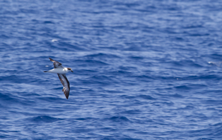 Bill Hubick Photography - Black-capped Petrel (Pterodroma hasitata)