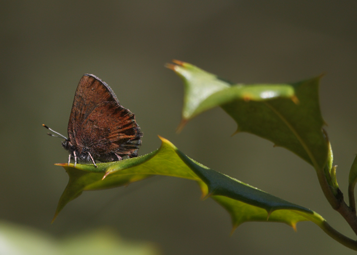 Bill Hubick Photography - Brown Elfin (Callophrys augustinus)