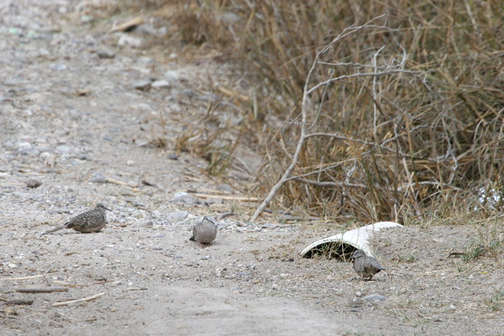 Bill Hubick Photography - Inca Dove (Columbina inca)